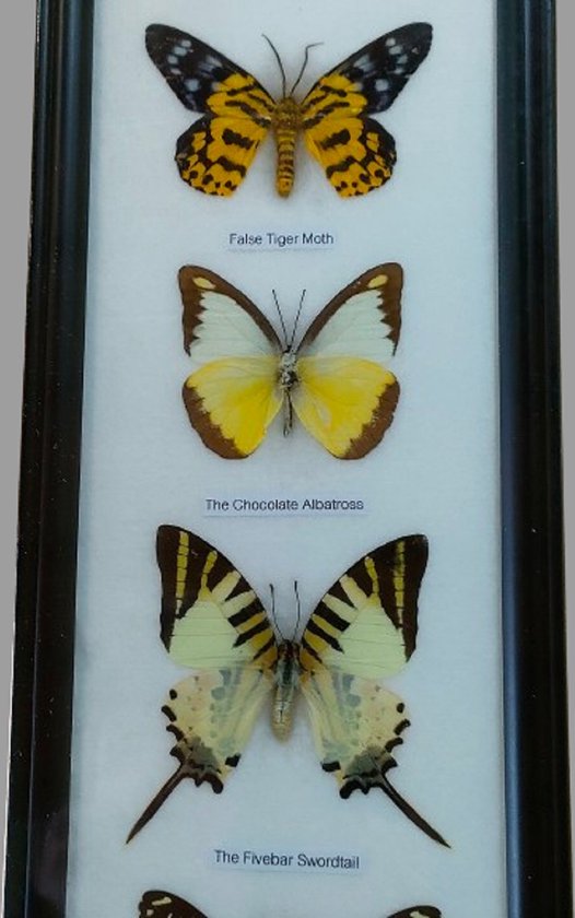 vlinder-vlinders in lijst-insect-insecten-opgezette-vlinders-fotolijst ...