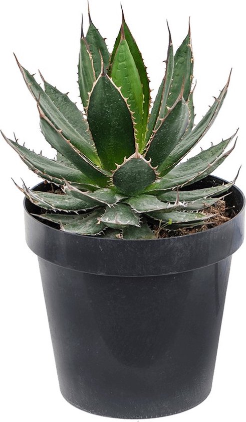Vetplant – Gele Agave (Agave Horrida) – Hoogte: 40 cm – van Botanicly | bol