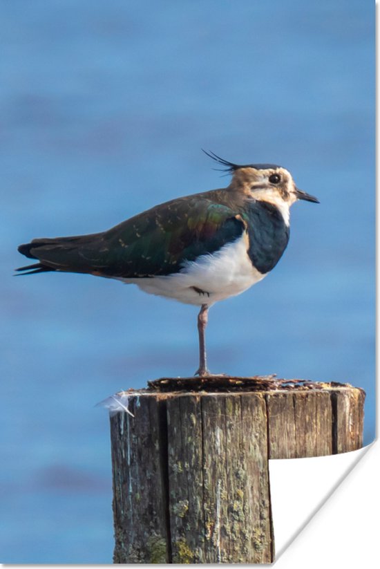 Poster Vogel - Dieren - Paal - Blauw - Kievit - 120x180 cm XXL | bol