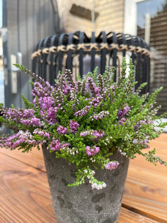 Zomerheide Paars - 10 Stuks - Calluna vulgaris 'Mullion' - P9.5 - Plant ...