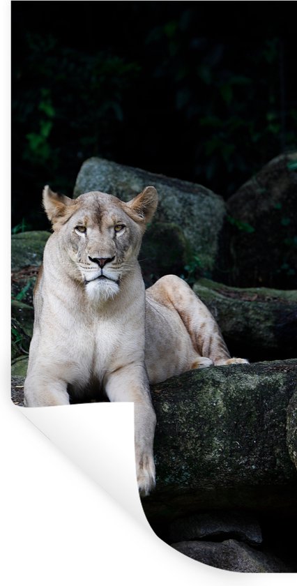 Muurstickers - Sticker Folie - Leeuw - Wilde dieren - Portret - 40x80 cm - Plakfolie -... | bol