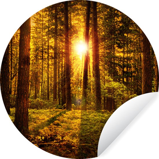 WallCircle - Behangcirkel - Muurdecoratie binnen - Zon - Bos - Groen ...