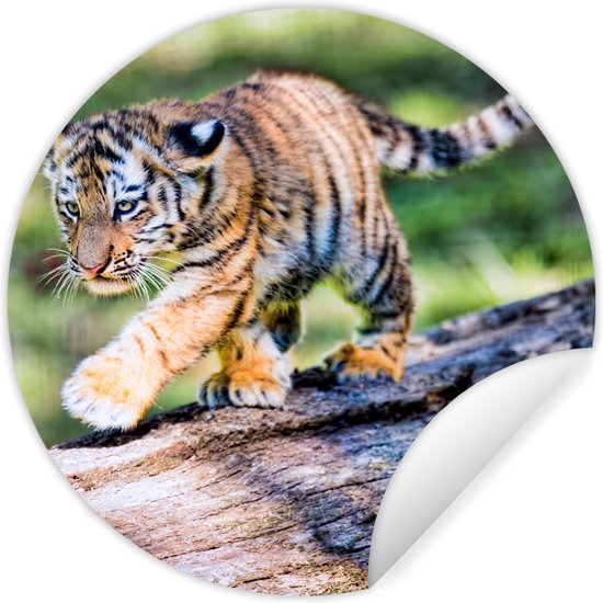 WallCircle - Muurstickers - Behangcirkel - Tijger - Welp - Boom - ⌀ 120 cm -... | bol