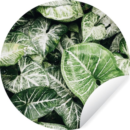 WallCircle - Muurstickers - Behangcirkel - Bladeren - Planten - Natuur - ⌀ 140 cm -... | bol