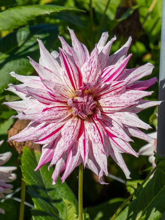 Dahlia Mick's Peppermint | 1 stuk | Cactus Dahlia | Knol | Paars | Wit ...