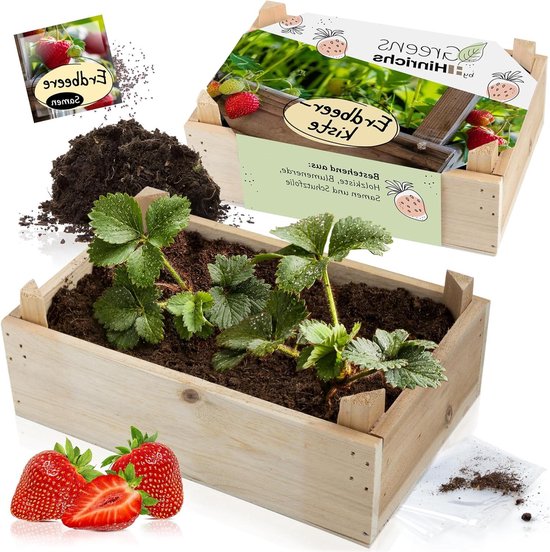 Greens Strawberries Growing Kit - Plant Nursery with Wooden Box ...