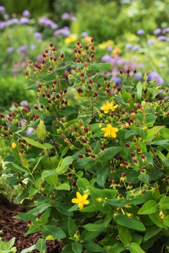 Arbustes de haie - Un ensemble 3 - Hypericum inodorum 'Elstead' - (1.5L ...