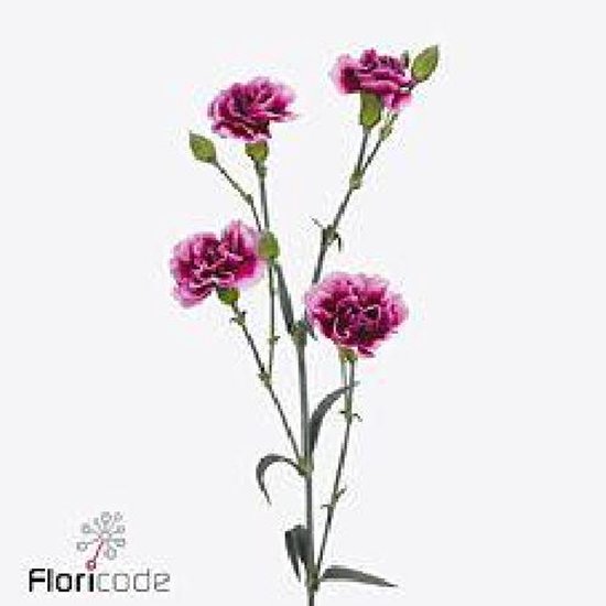10x Dian.tros enigma 60cm | bol