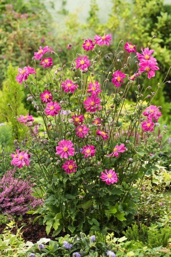 Plants Online - Tuinplanten - Vaste planten - Set van 5 - Anemone ...