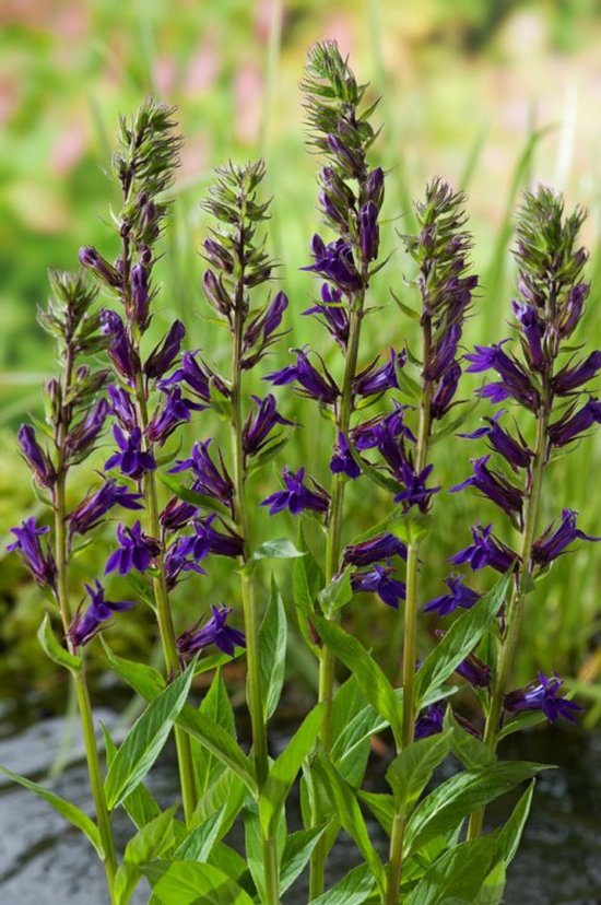 Plants Online - Tuinplanten - Vaste planten - Set van 5 - Lobelia ...