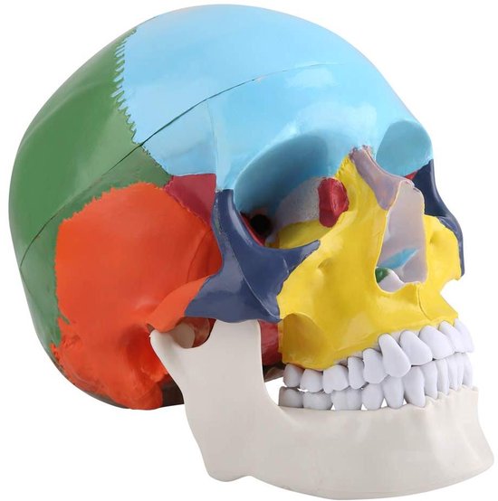 Modèle de crâne Anatomie humain - Didactique anatomique pour l ...