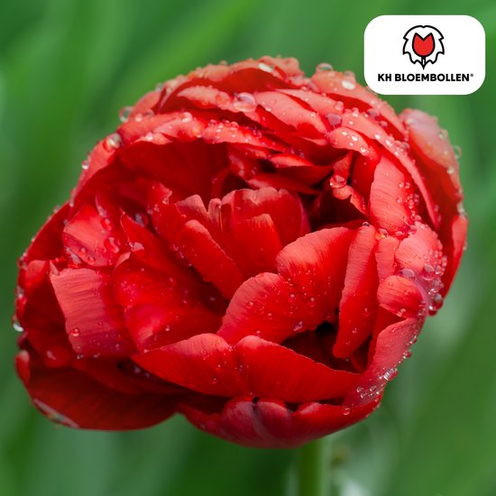 Tulpenbollen Bombastic Red, Kleur Rood, PioenTulp, Voor Tuin of Pot, 1 ...