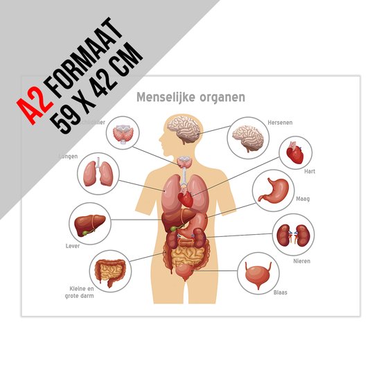 Anatomische kaart/ poster (papier) De Menselijke organen | 59 x 42 cm ...
