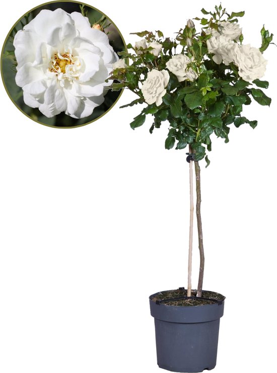 Plant in a Box - Rosa Palace 'Kailani' - Witte stamroos voor binnen ...