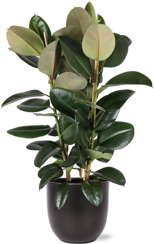 Ficus Elastica Robusta Ø27cm - 115cm in Boule ANTRACIET pot | bol