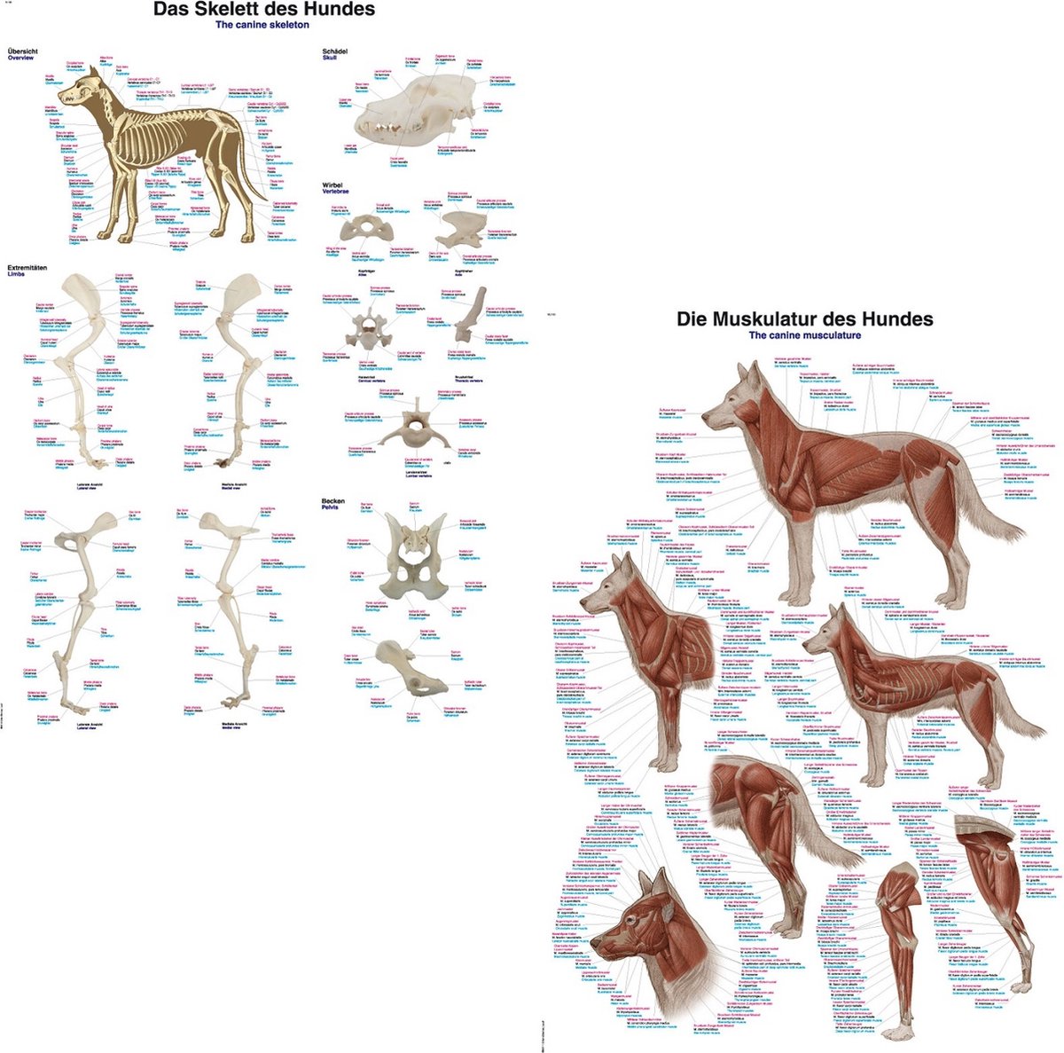 Anatomie posters skelet en spieren hond (papier, 50x70 cm) | bol