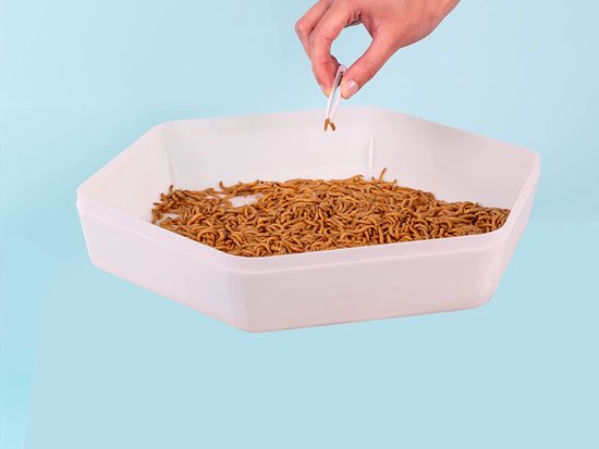 Bug Factory | Insect & Mealworm Storing Pod meelworm bewaar bak ...