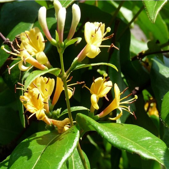 3 x Groenblijvende Kamperfoelie Henryi (Lonicera): 3 halen/2 betalen ...