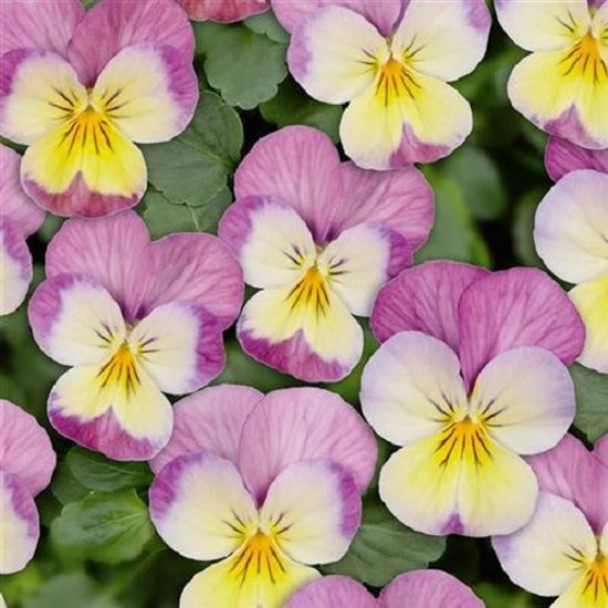 Viooltje Twix Lemon Pink Wing | bol