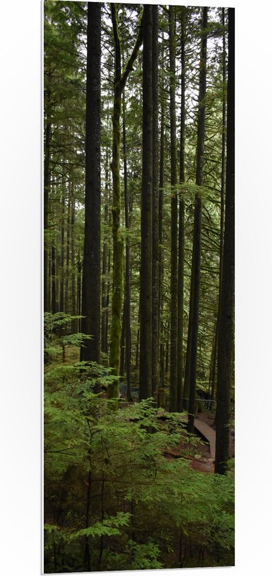 WallClassics - PVC Schuimplaat - Smalle Boomstammen met Begroeiing ...