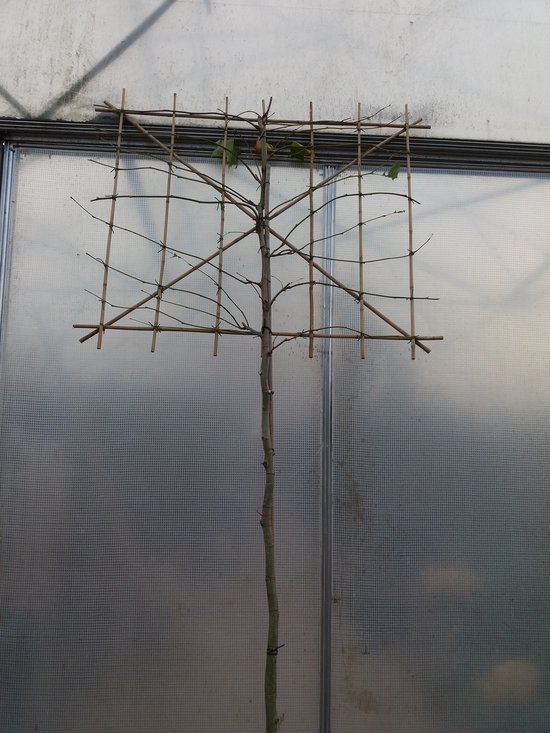 Leilinde | Tilia europea Pallida | Stamomtrek: 20-25 cm | Stamhoogte ...