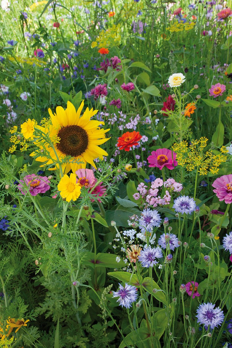 Veldbloemen zaad - Wildbloemen meerjarig 1 kilo - 500 m2 - meerjarig ...