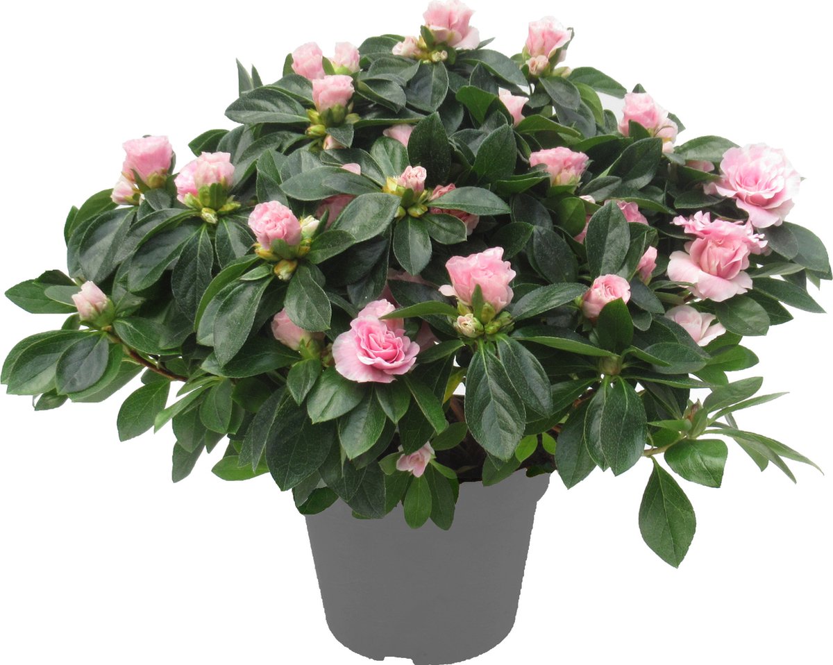 Aiko Bicolor - Azalea indica/ Rhododendron simsii - kamerazalea | bol.com