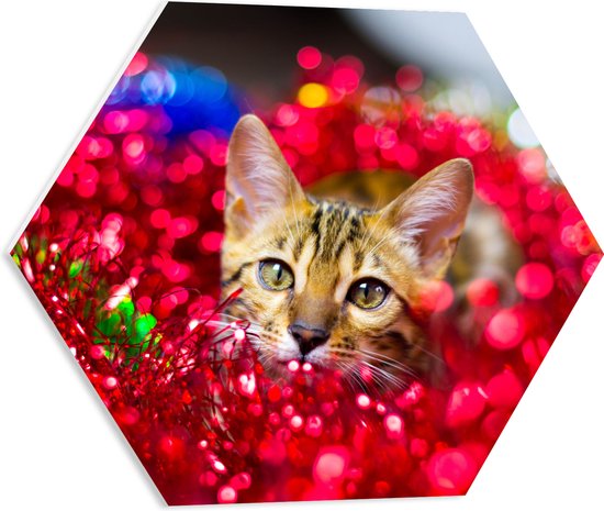 WallClassics - PVC Schuimplaat Hexagon - Poes tussen de Rode Bloemen ...