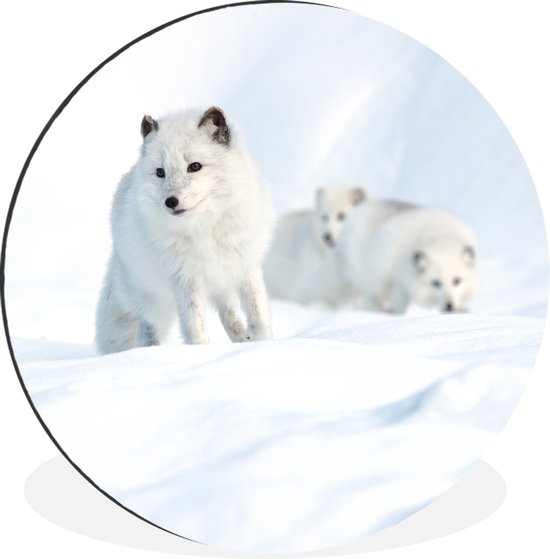 WallCircle - Wandcirkel - Muurcirkel - Poolvossen - Sneeuw - Dieren ...
