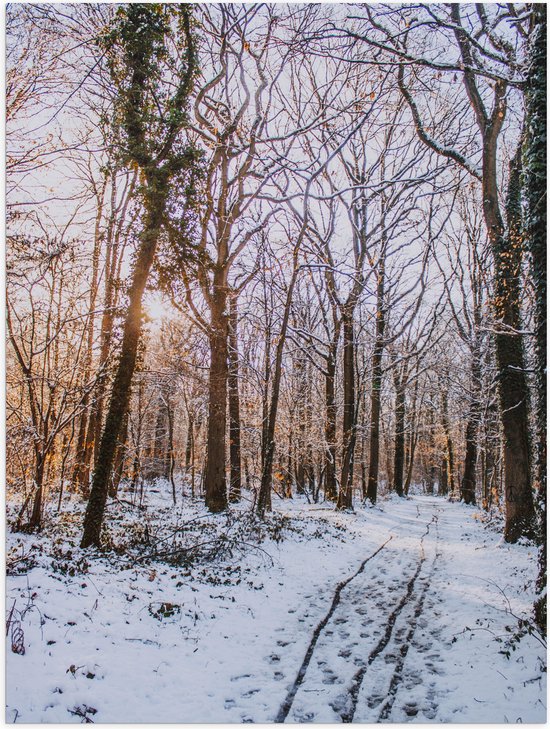 WallClassics - Poster (Mat) - Kale Bomen in Bos tijdens Winter - 30x40 ...