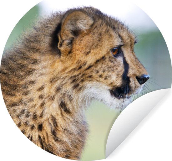 WallCircle - Muurstickers - Behangcirkel - Luipaard - Kop - Haar - 100x100 cm -... | bol