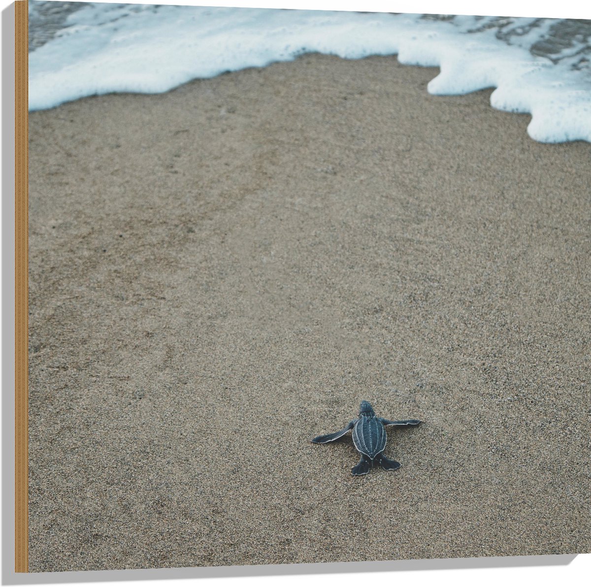 WallClassics - Hout - Kleine Baby Schildpad op het Strand - 80x80 cm ...