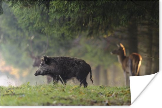 Wild varken en edelhert in een bos Poster 60x40 cm - Foto print op ...