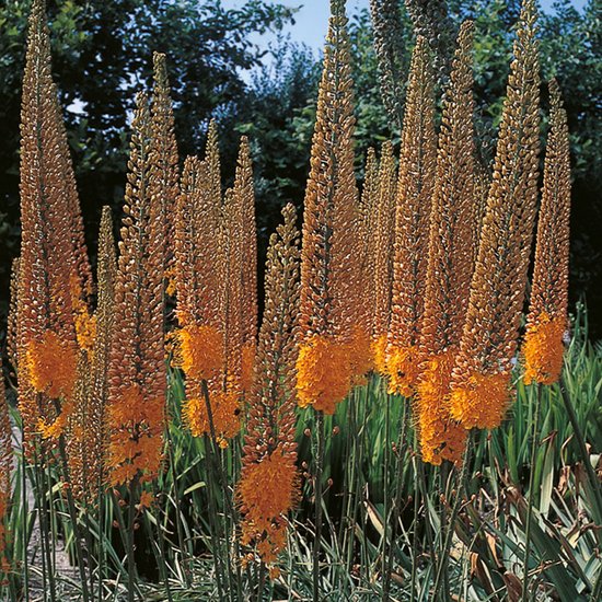 Eremurus Pinokkio | bol.com