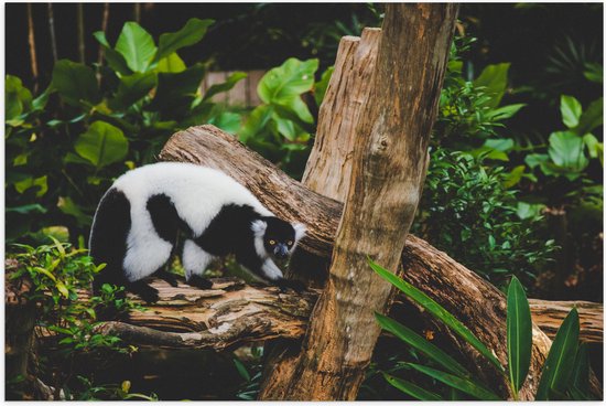 WallClassics - Poster (Mat) - Zwart met Witte Vari op een Boomstam ...