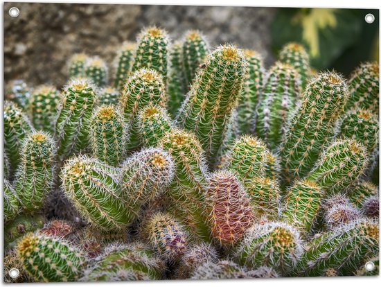 WallClassics - Tuinposter – Kleine Cactussen bij Elkaar - 80x60 cm Foto ...