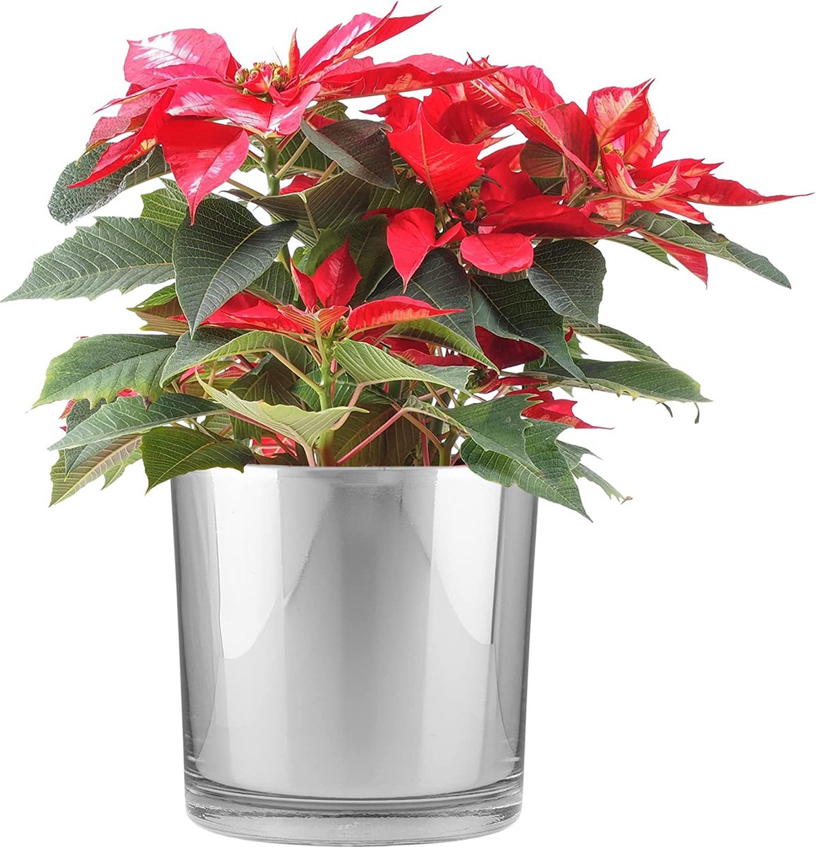 Crocus Silver Glow Bloemenvaas, glazen vaas voor bloemen, decoratieve ...