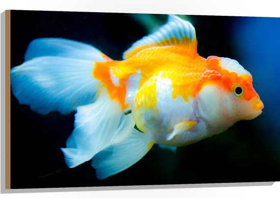 WallClassics - Hout - Oranje Witte Goudvis - 105x70 cm - 12 mm dik ...