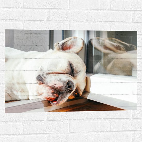 WallClassics - Muursticker - Slapende Hond in het Raamkozijn - 75x50 cm ...