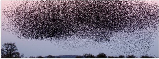 WallClassics - Poster Glanzend – Grote Zwerm Vogels in de Lucht - 120x40 cm Foto op... | bol
