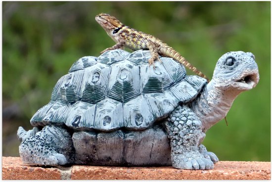WallClassics - Poster (Mat) - Hagedis op een Stenen Schildpad - 60x40 ...