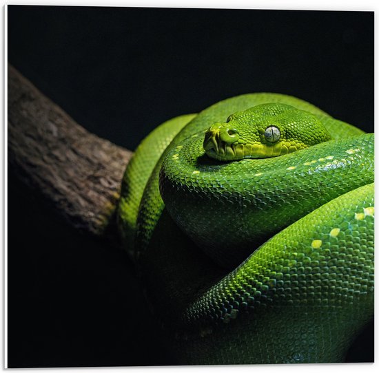 WallClassics - PVC Schuimplaat - Groene Boompython Slang op een Tak - 50x50 cm Foto op... | bol