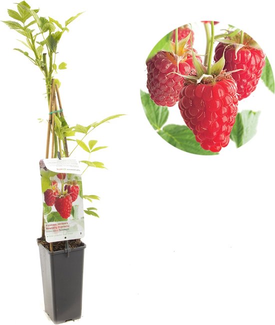 Frambozenstruik - Rubus idaeus 'Tulameen' - Rode zomerframboos ...