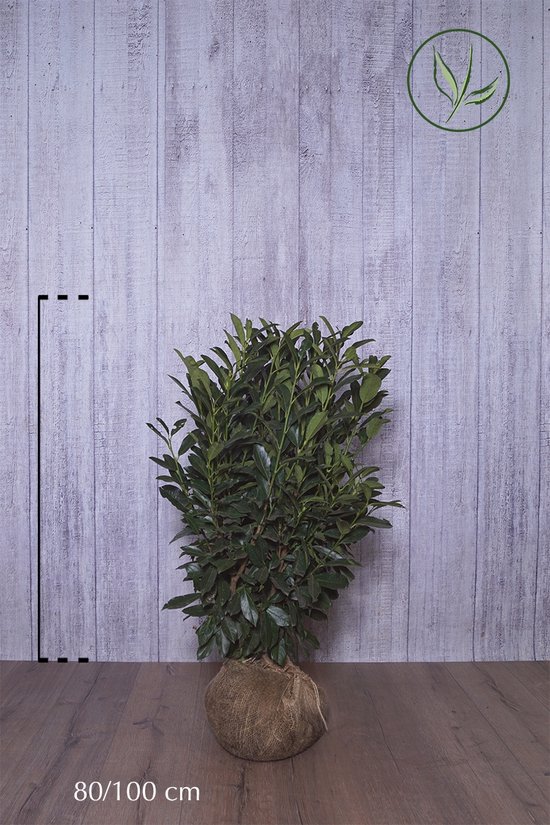Set van 10 | Laurier ‘Elly’ Kluit 80-100 cm - Compacte groei - Groeit ...