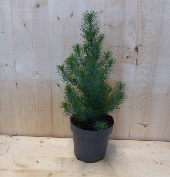 Conifeertje boompje pinus pinea silver crest 40 cm bladhoudend Ware ...