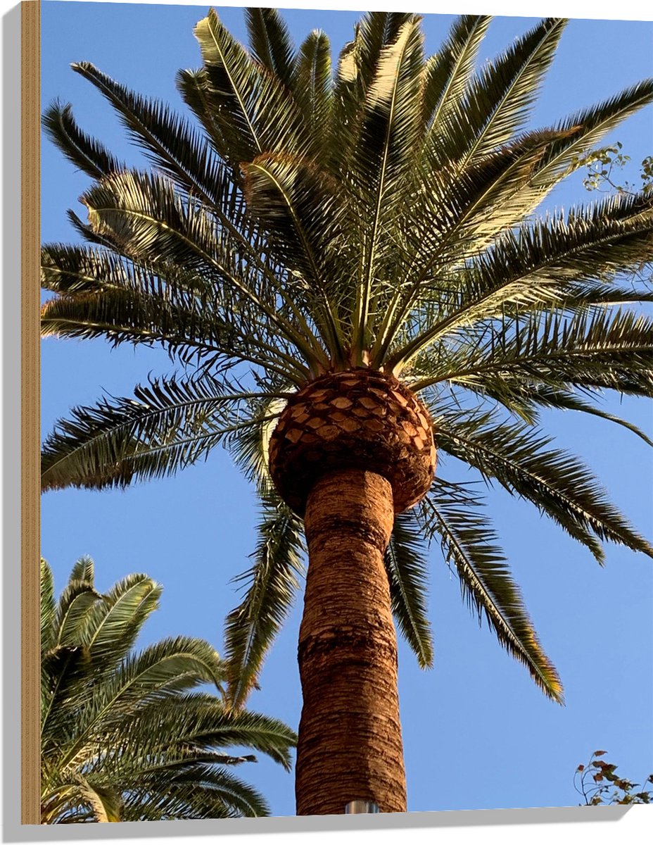 WallClassics - Hout - Onderaanzicht van Palmboom met Bladeren - 60x80 ...