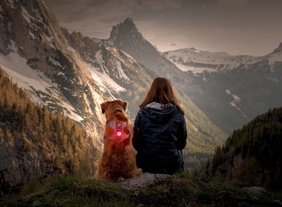 EzyDog Go2 Lights Waterdichte Honden Verlichting - 500+ Meter Zichtbaar ...