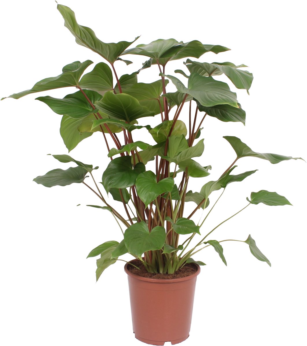 Homalomena: Verzorging tips & tricks