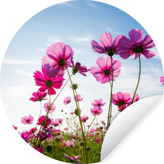 WallCircle - Muurstickers - Behangcirkel - Bloemen - Roze - Cosmea - 50x50 cm -... | bol.com