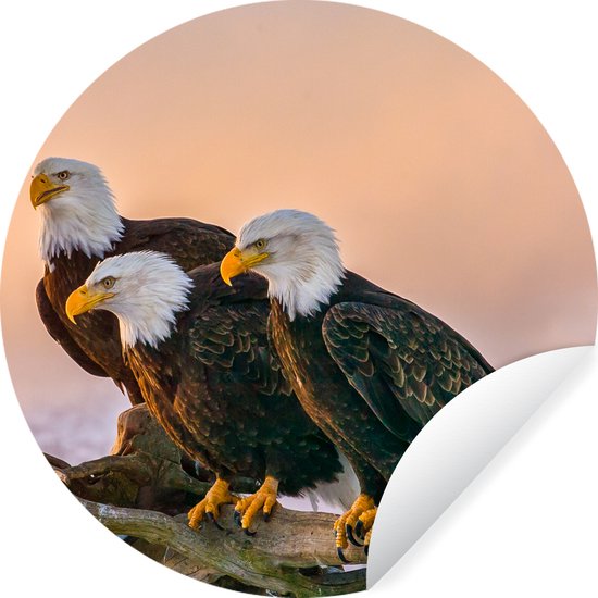 Behangcirkel - Vogels - Dieren - Arend - Roofvogel - Takken ...